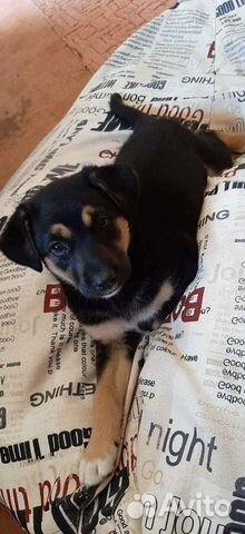 Собака в добрые руки щенок