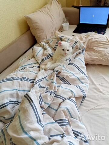 Большой белый кот