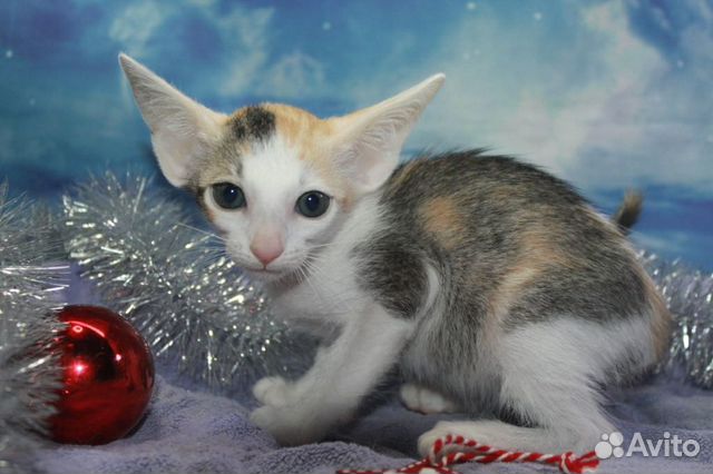 Снегурочка Ориенталочка