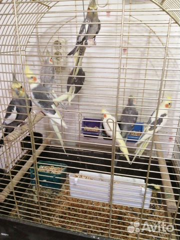 Попугай корелла