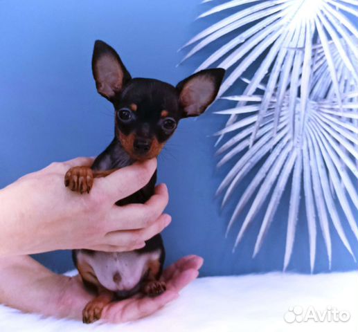 Малыш русский той-терьер с документами