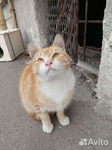 Люди бросили ласкового молодого кота