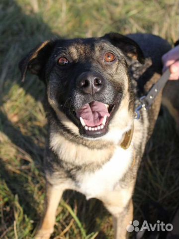 Не знает что такое любовь, с 3 месяцев в приюте