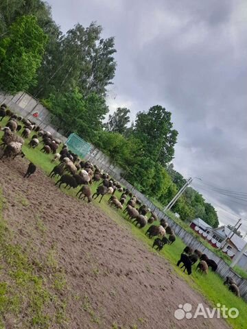 Овцы барашки