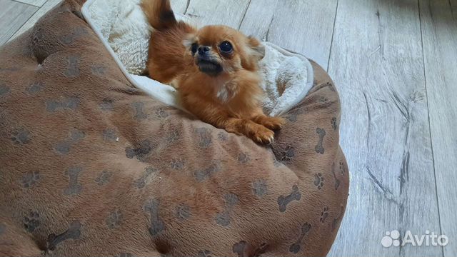 Маленькая собака чихуахуа