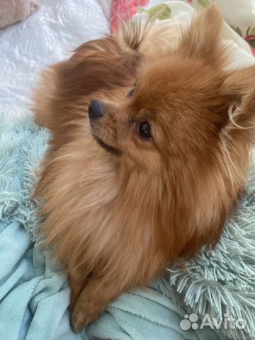 Немецкий шпиц мальчик