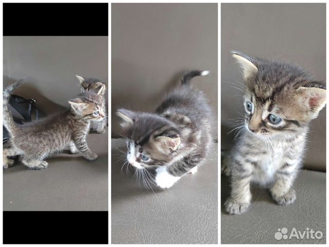 Котята в добрые руки