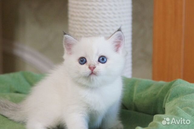 Кошечка шиншилла золотая колорная