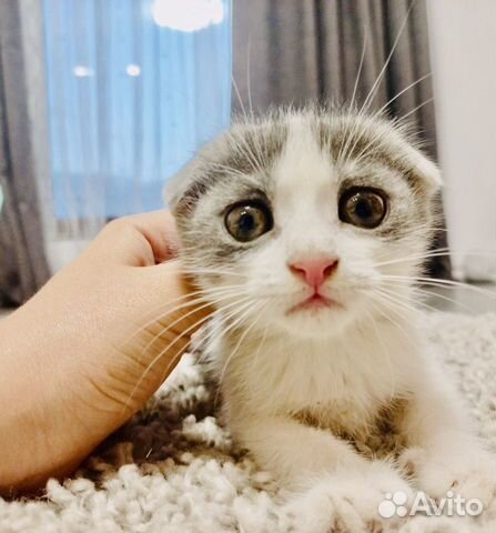 Котята вислоухая и сестричка метис