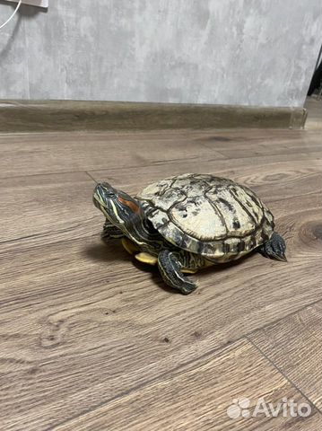 Аквариум с тумбой и черепахой
