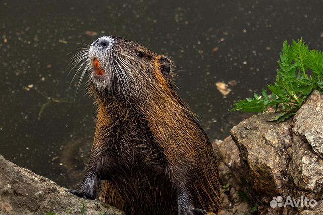 Продам Нутрию