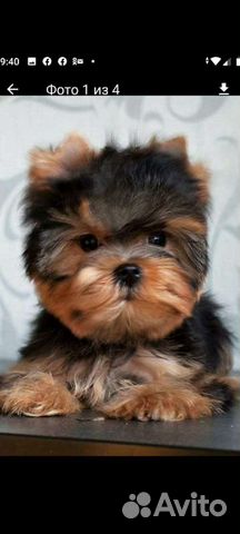 Йоркширский терьер стандарт