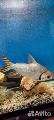 Живая рыба для пруда