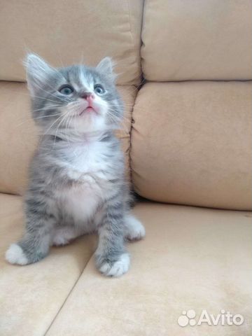 Кошки в добрые руки