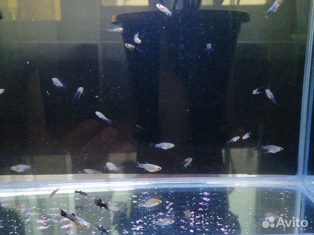 Моллинезия