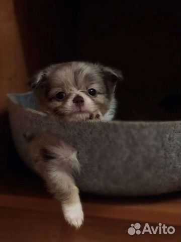 Мальчишки чишки