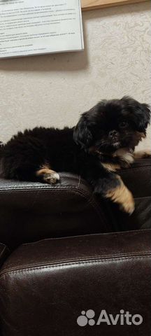 Мальчик Пекинеса