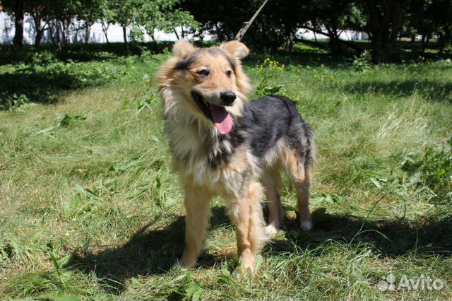 Снимет грусть хозяина своей улыбкой