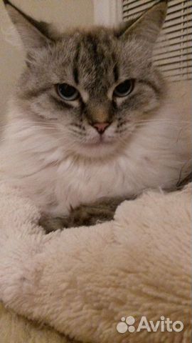 Голубоглазый нежный кот ответственной семье