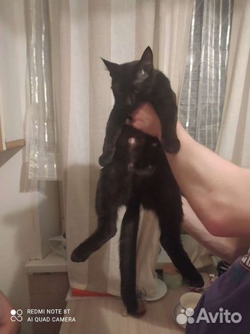 Черная кошка бесплатно