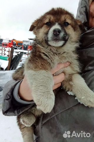 Щенок в добрые руки