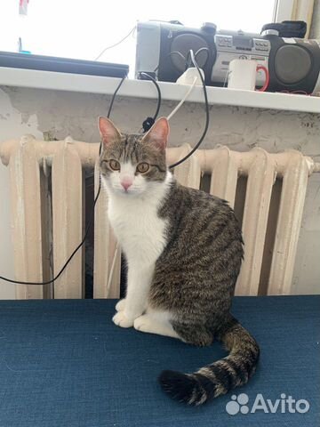 Молодой кот