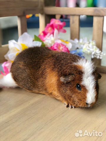 Морские свинки. Разные. Клетки. Доставка