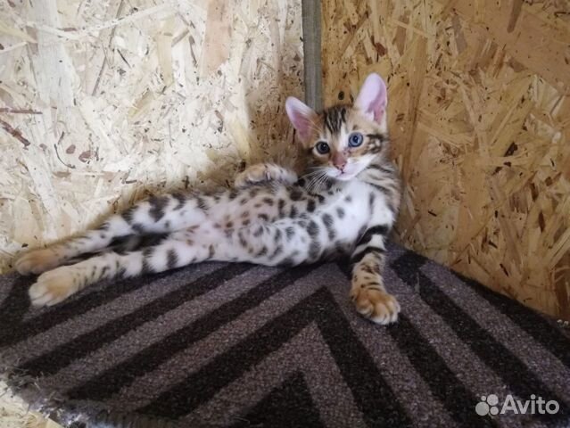 Бенгальские котята