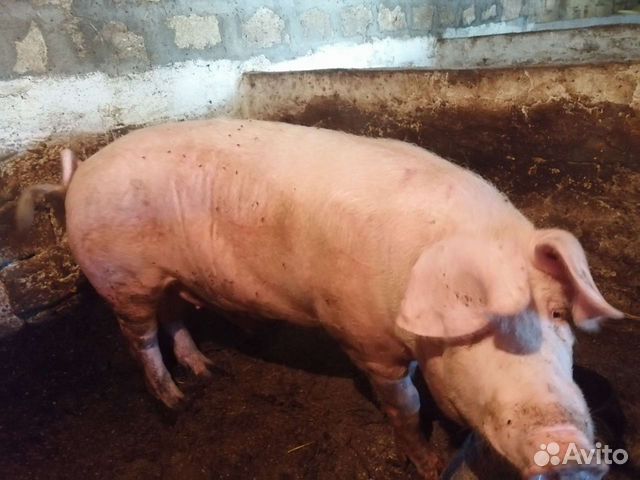 Хряк на племя