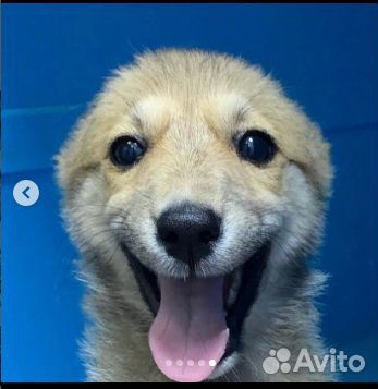 Лисонька в добрые руки