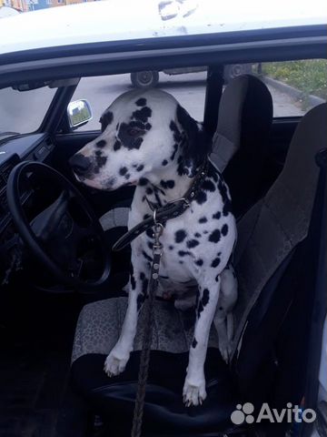 Дог-Далматинец 5 лет
