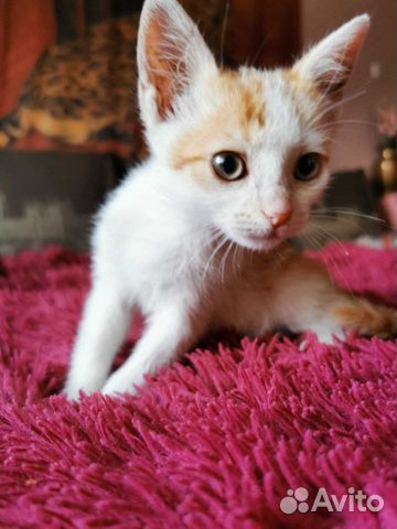 Винни 1,5 месяца любит кушать и играть