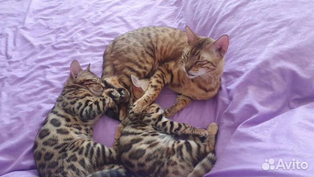 Бенгальская зеленоглазая красотка. 1,5 года