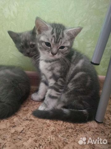 Шотландские котята