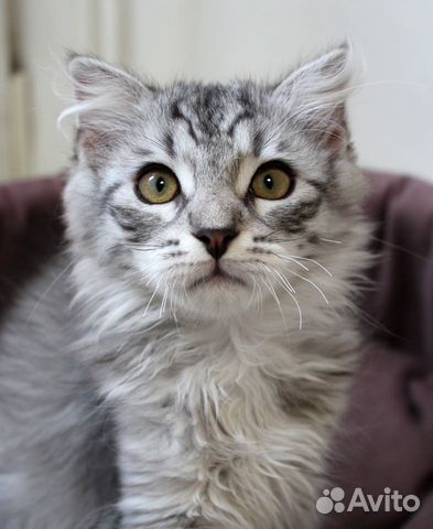 Котенок Брюс ищет дом