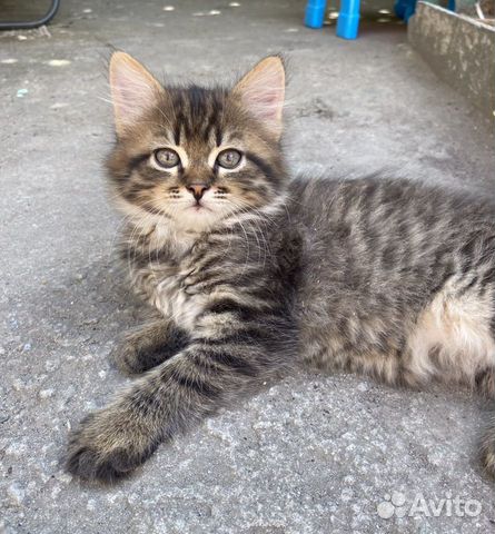 Котенок мальчик 2 мес. с подарками