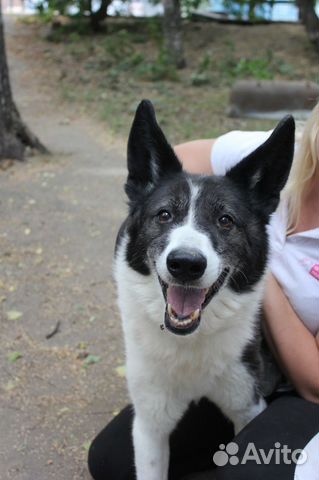 Тимон живет в клетке приюта