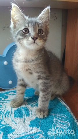 Серые котята от кошки в британском фенотипе