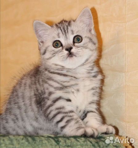 Британские и шотландские котята