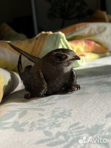 Стриж птенец нелётный