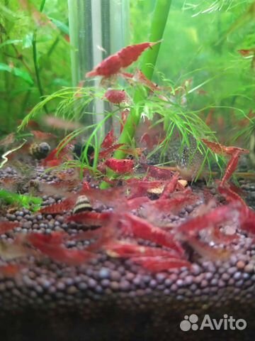 Креветки черри