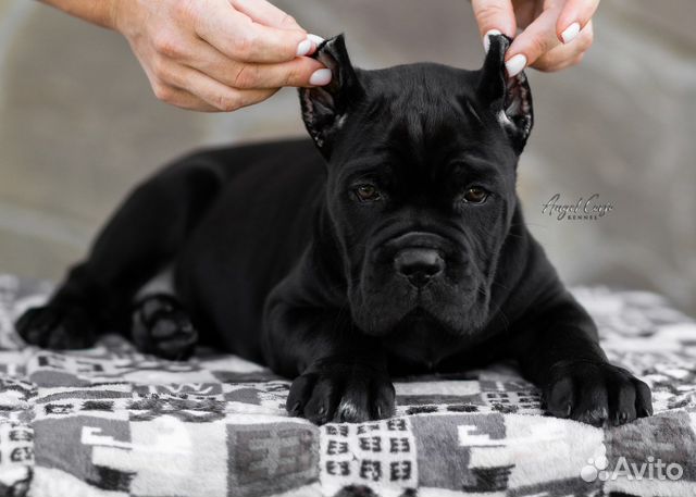 Кане Корсо - шикарная черная принцесса