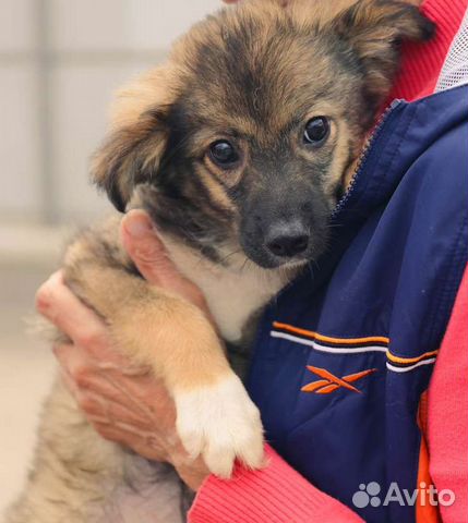 Щенок енотик бесплатно