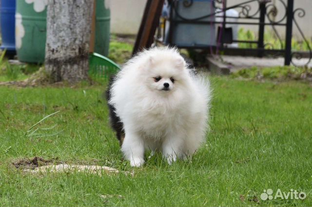 Померанский шпиц белая девочка