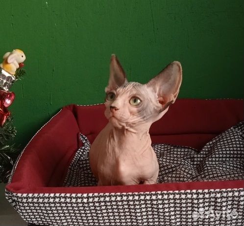 Малыш бамбино