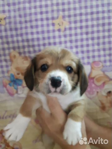 Щенки кавакоргис