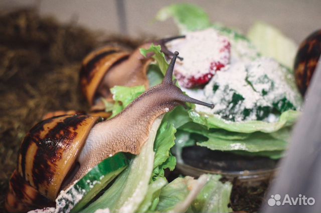 Улитки архахатины