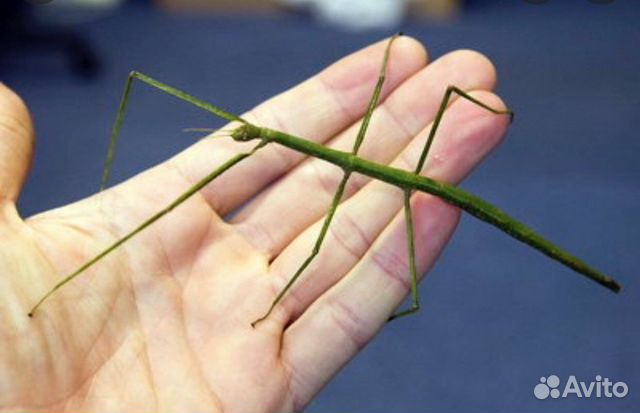 Малыши аннамских палочников