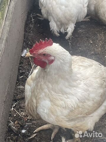 Куры халяль