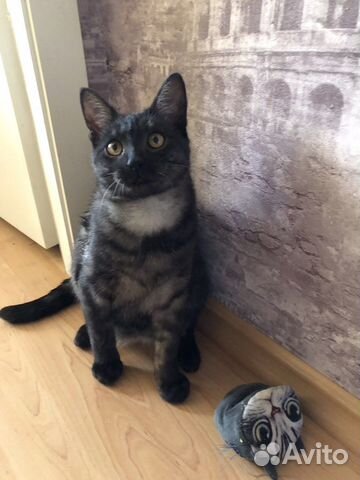 Привитый Веня ищет дом